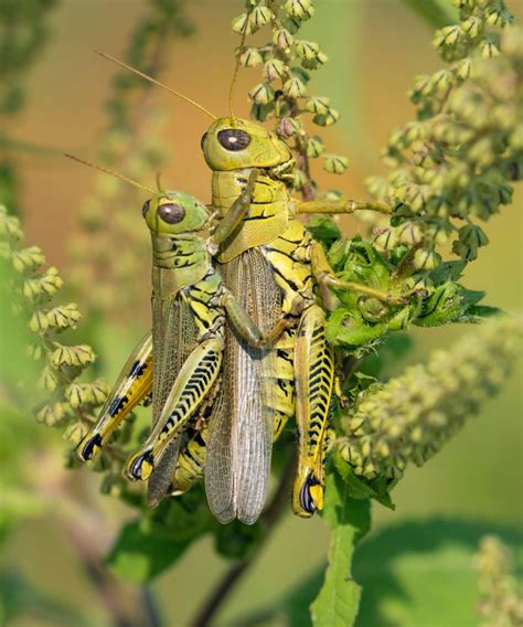 How To Get Rid Of Grasshoppers 7 Natural Ways Homes And Gardens