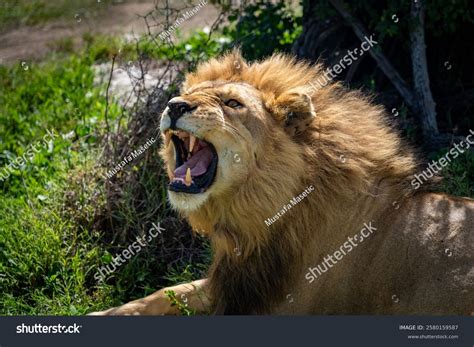 African Lion Roaring Related Lion Sanctuary Volunteer [updated