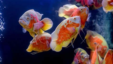 Male And Female Oscar Fish Key Differences And Identification