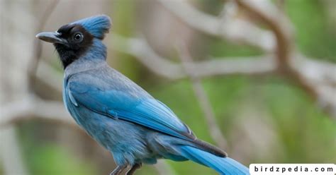 Are Blue Cardinals An Illusion Or A True Story