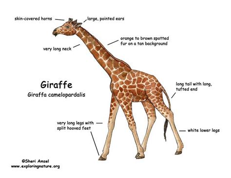 Giraffe Anatomy Diagram Giraffe Digestive System Parts Of A Giraffe