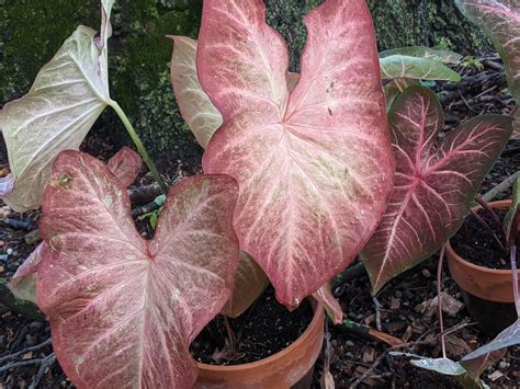 Fancy Leaf Caladium Caladium Creme Brulee In The Caladiums Database