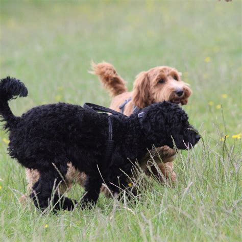 Cockapoo Cavapoo Toy Poodle Club Play Sessions At Dogs Country Club