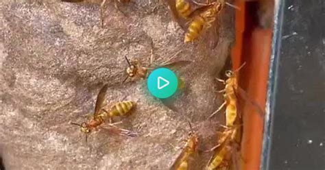 Knock Knock Album On Imgur