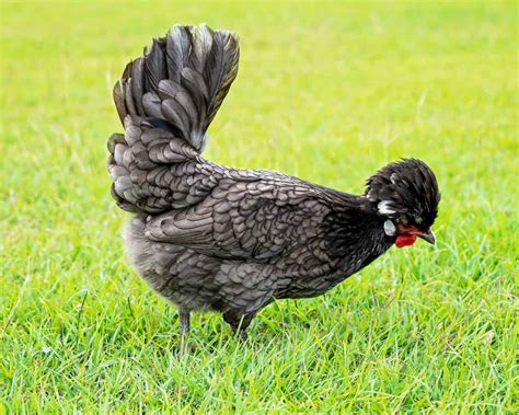 Polish Chicken A Complete Guide To The Tophat Chicken Heritage Acres