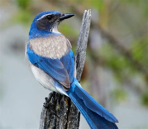 California Scrub Jay Avian Knowledge Northwest