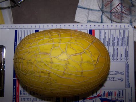 Hami Melon Wikipedia