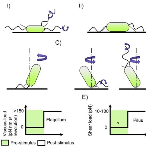 A A Swimmer Experiences A Persistent Viscous Drag Force F Drag And Download Scientific