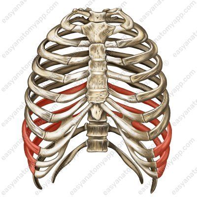 Ribs And Rib Cage Easy Anatomy 3d