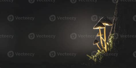 Bioluminescent Mushrooms Emit A Soft Golden Light While Growing On A