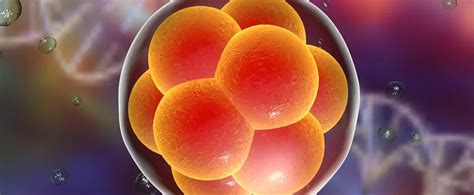 Embryo Cell Tìm Hiểu Khái Niệm Ví Dụ Câu Và Cách Sử Dụng