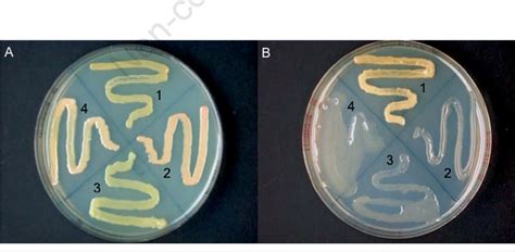 Figure 1 From Comparison Of Novel Gh 68 Levansucrases Of Levan