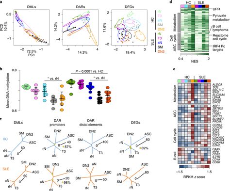 Epigenetic States Of B Cell Subsets Identify Cell Type Relationships