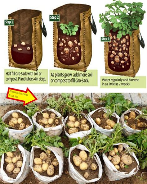 Easy And Cheap Way To Grow Potatoes In A Bag Giving A Bountiful Harvest