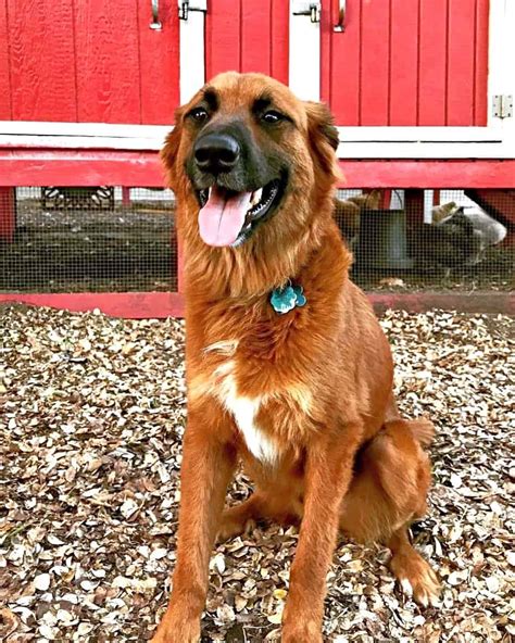 Irish Setter Mixes 9 Unique Crossbreeds To Brighten Your Day Pempaw