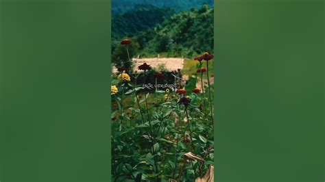 Gahaka Mal Pipila ගහක මල් පිපිලා ️🌻 Sinhalasongs Sinhalacoversongs Sunshinemusic890 Youtube