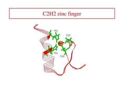 Ppt Protein Structure Powerpoint Presentation Free Download Id3216990