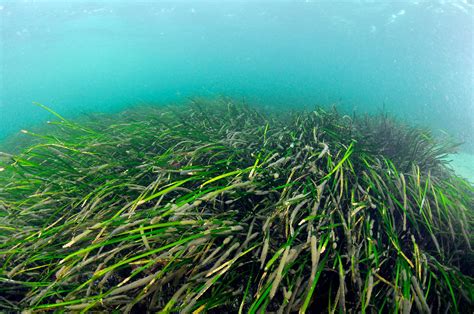 Zostera Japonesa Zostera Stok Fotoğraflar Telifsiz Resimler