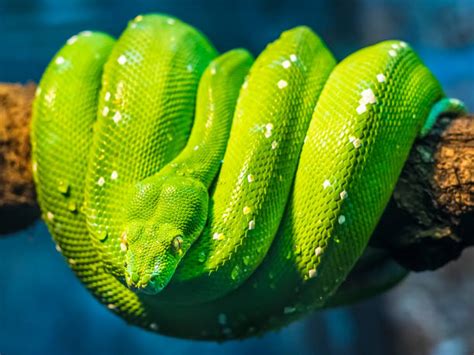 200 Serpiente Verde Arborícola Fotografías De Stock Fotos E Imágenes