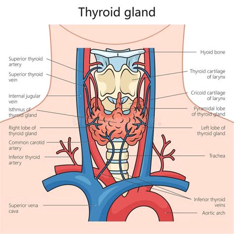 Human Thyroid Gland Structure Diagram Medical Stock Vector