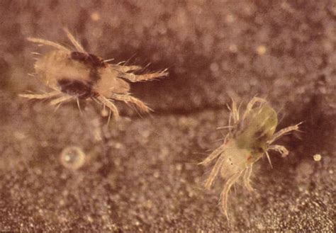 Mite Under Microscope