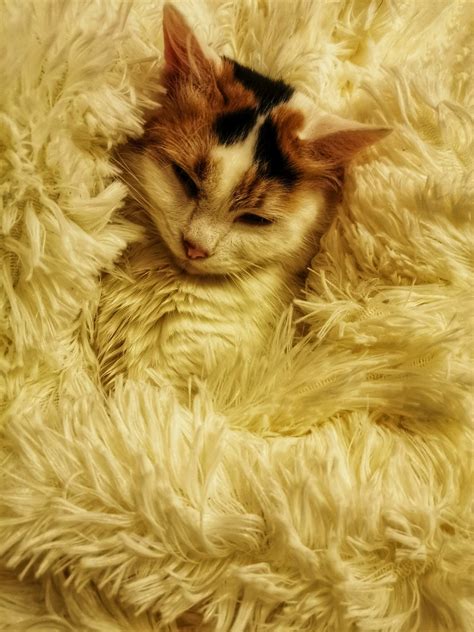 Kitty Texture Cat Free Photo On Pixabay Pixabay