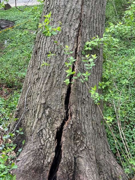 Grace Tree Service West Chester Tree Evaluations Assessments