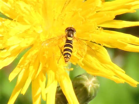Sphaerophoria Scripta Sphaerophoria Scripta