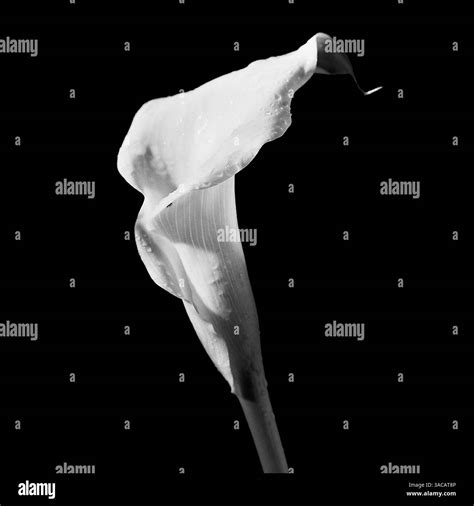 Single Black And White White Lilly Stock Photo Alamy