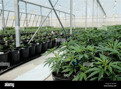 Greenhouse agriculture israeli hi-res stock photography and images - Alamy