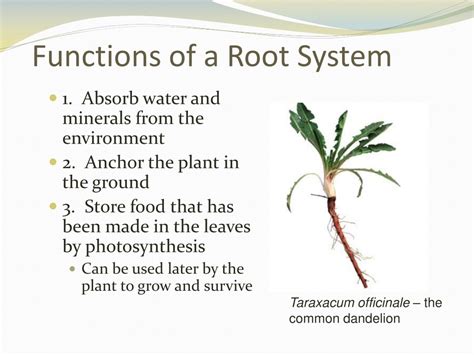 Ppt Understanding Root Anatomy Powerpoint Presentation Free Download