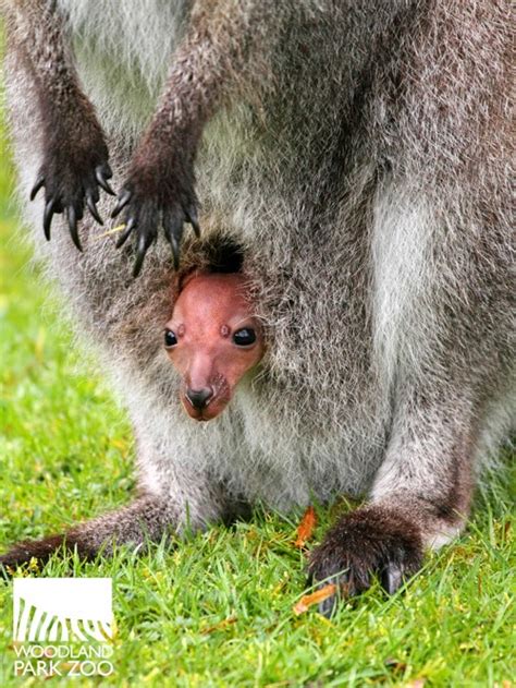 Pouch Checks Reveal Incredible First Stages Of A Joeys Life