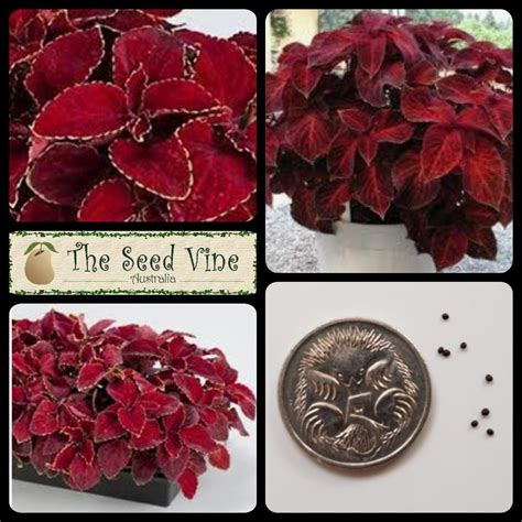 Plectranthus Scutellarioides Coleus Red Velvet The Seed Vine