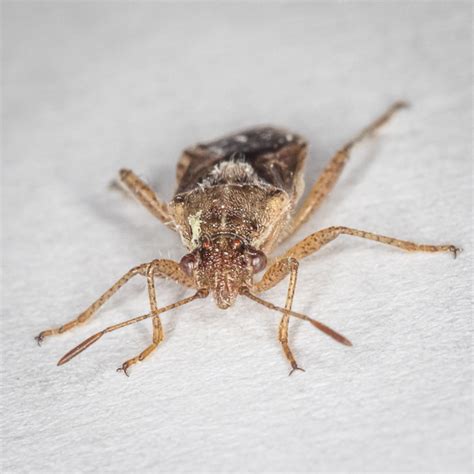 True Bug Bugguidenet