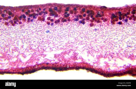 Cut Leaf Moss Under Microscope Background Lichenrons Ox Sec Stock