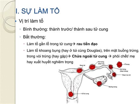 Phôi thai học đại cương thạc sĩ nguyễn thanh hoa PDF