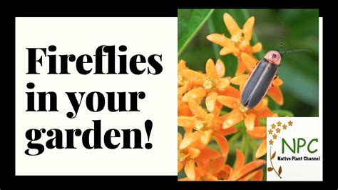 Lightning Bugs Habitat Map At Mackenzie Sheehy Blog