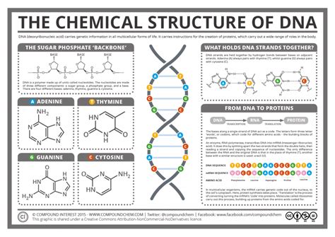 Topic 71 Dna Structure And Replication Amazing World Of Science With