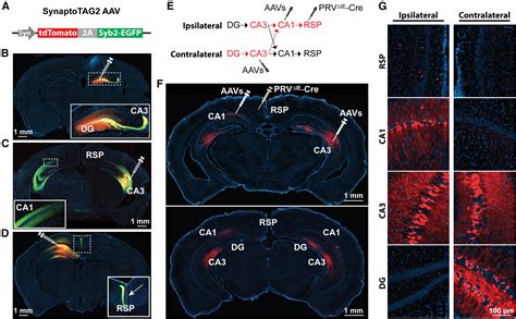 Directed Stepwise Tracing Of Polysynaptic Neuronal Circuits With
