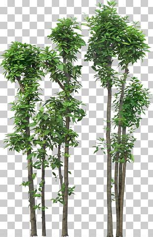 Tree Rendering PNG Clipart Albero Birch Branch Computer Icons Desktop Wallpaper Free PNG