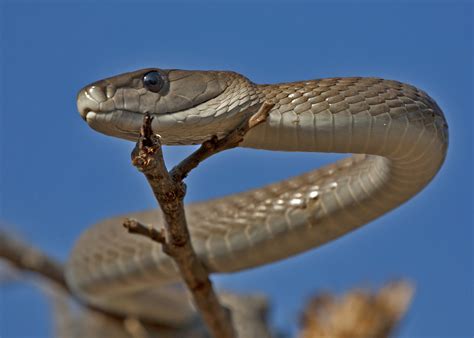 Black Mambas Africa Black Mamba Facts Pimf