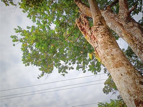 The Trees Are Shady And Can Make You Cool Stock Image Image Of Shady