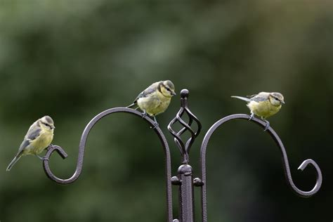 The 3 Juvenile Blue Tits That Have Been Decimating My Bird Feeders