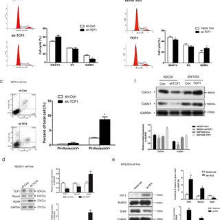 Effects Of TCF 1 On The Cell Cycle Apoptosis Expression Level Of SOX9 Download Scientific