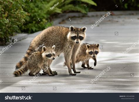 Madre Y Bebé Raccoon Familia Foto De Stock 1855445908 Shutterstock