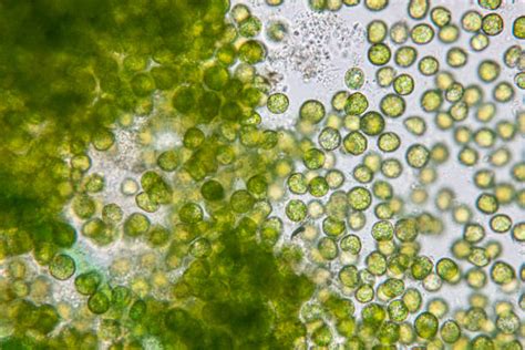 Brown Algae Under Microscope