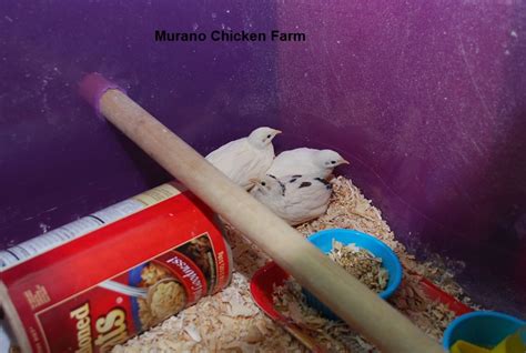 The Button Quail Experiment Murano Chicken Farm