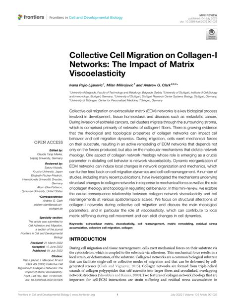 Pdf Collective Cell Migration On Collagen I Networks The Impact Of Matrix Viscoelasticity