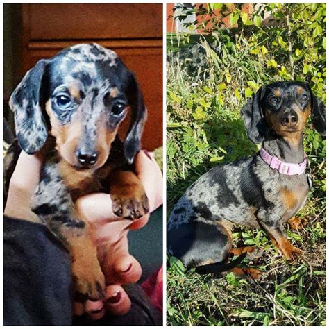 The Cutest Pupper Ever Says Happy National Puppy Day She Has Revived