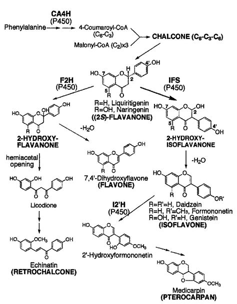 Biosynthesis Of Isoflavonoids Retrochalcone And Flavones